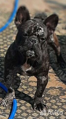 Французский бульдог мерле вязка