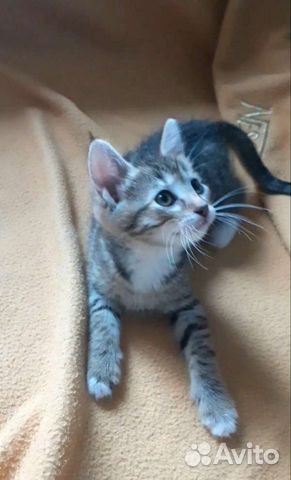 Котенок девочка полтора месяца