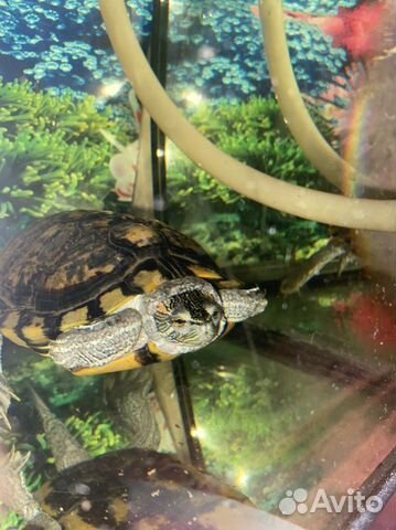 Красноухая Черепаха