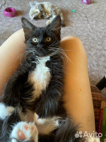 Котята Уся и Дуся в добрые руки