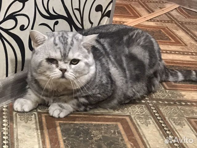 Британская