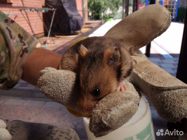 Хомяк карбыш