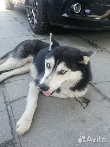 Хасёнок в добрые руки