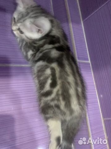 Котик шотландской породы