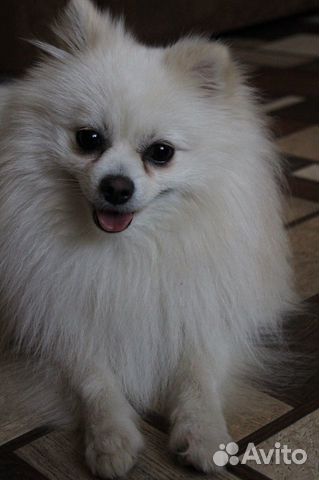 Отдам в добрые руки шпица