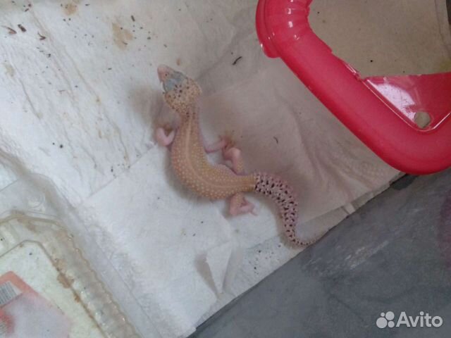 Эублефар, самка