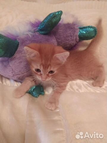 Котик Рыженький :)