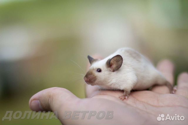 Сатиновая мышь, окрас сиамский