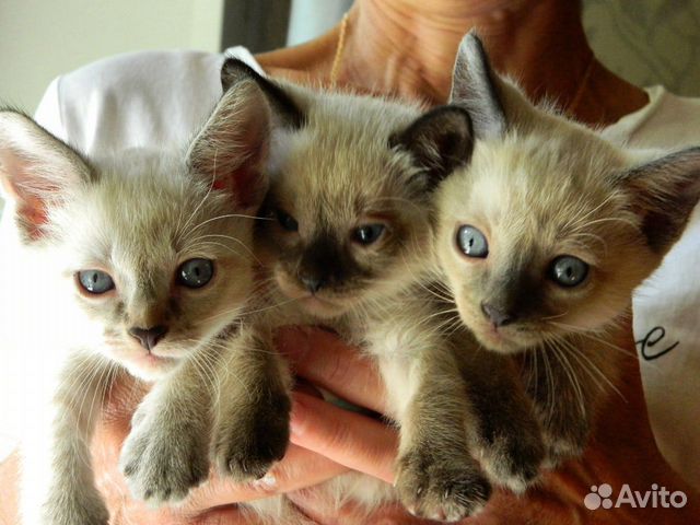 Котята-Тайцы, 3 братика, 1.5 месяца