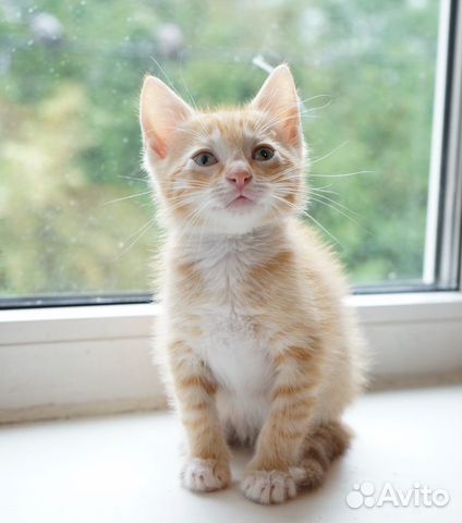 Рыжий Гномик в добрые руки