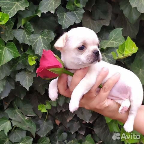 Мексиканское трио