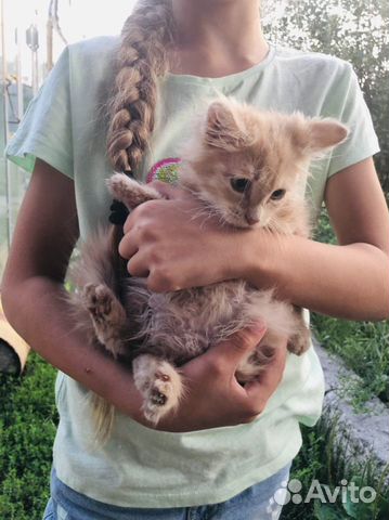 Котеночек от ловчей кошки