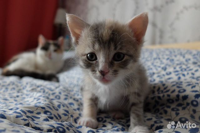 Везучая малышка ищет дом