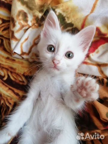 Котёнок ищет заботливых хозяев