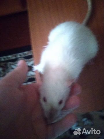 Крыса дамбо