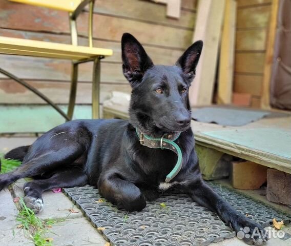Добрая метис черной овчарки Люся ищет дом