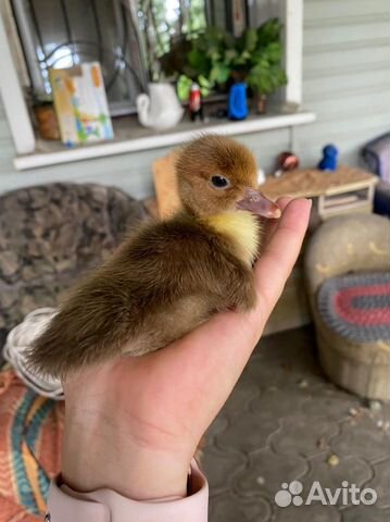 Утята индоуток