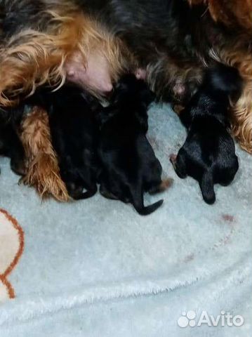 Йоркширский терьер