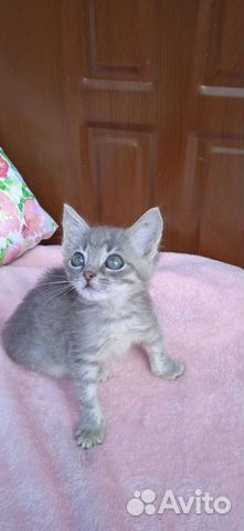 Очаровательный серебристый сверхласковый котенок в