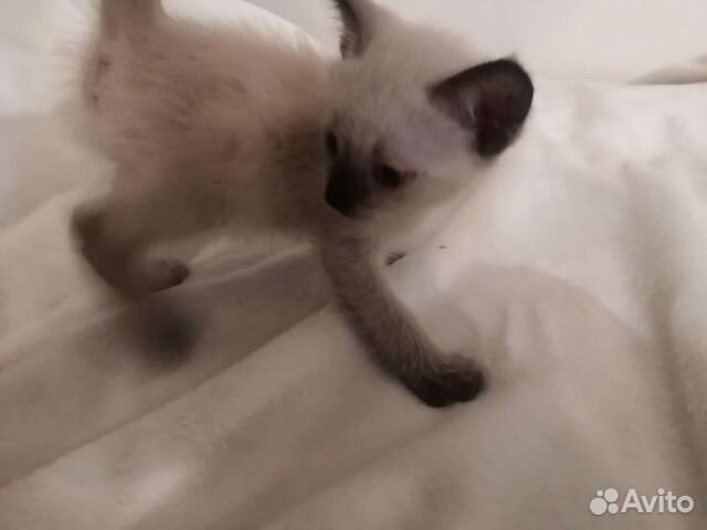 Котёнок колорпоинт