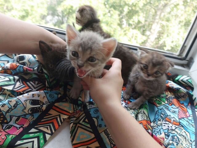 Кошки бесплатно