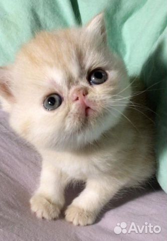 Кошка Экзоточка
