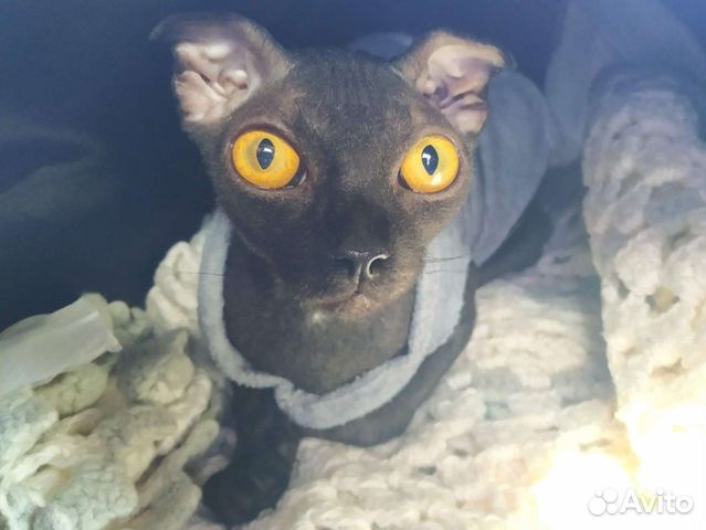 Украинский левкой кошка