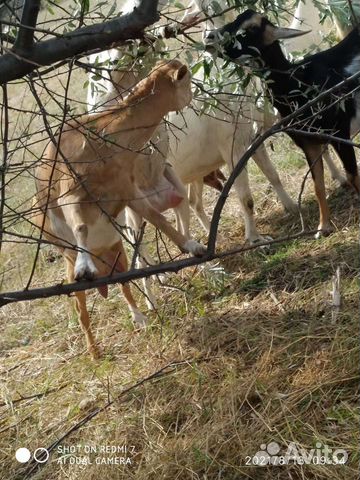 Козы дойные