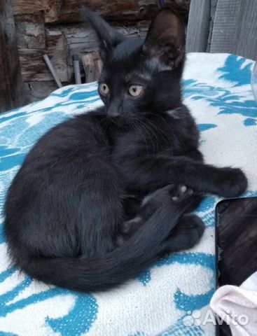 Кот-футболист 5-6мес