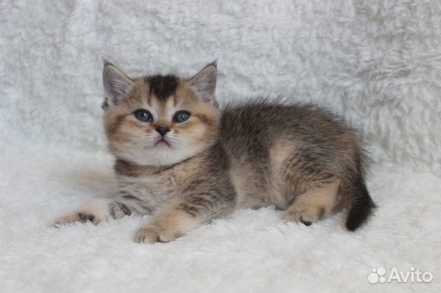 Котенок прямоухий шотланский
