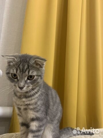 Котята бесплатно