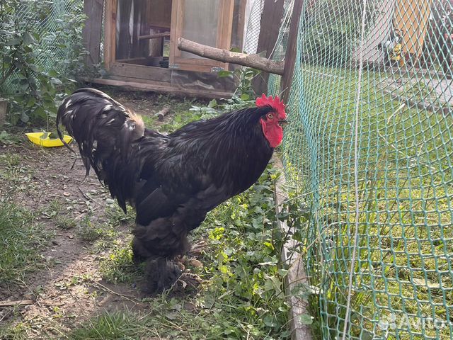 Петух брама