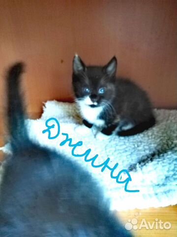 Двое из ларца ищут дом