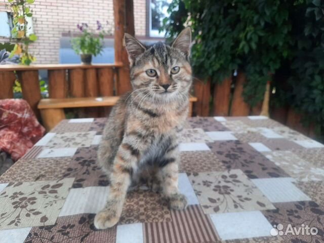 Кошки