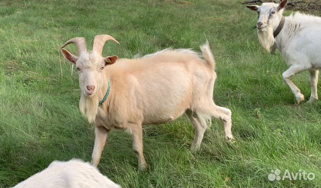 Козел палевый и козлик белый, обмен
