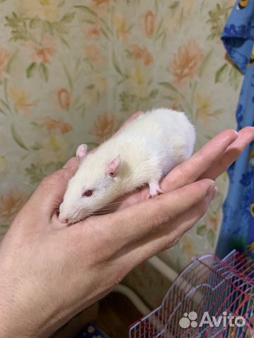 Крыса дамбо бесплатно