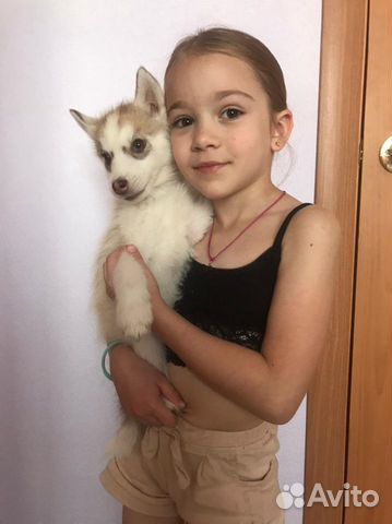 Озорной щенок
