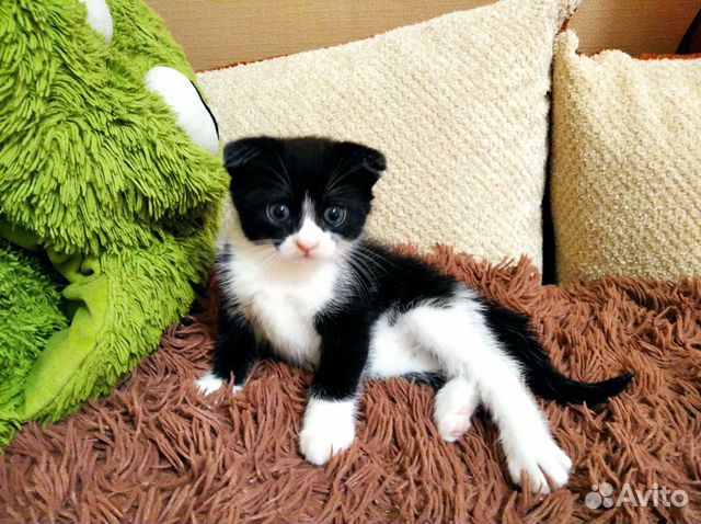 Кошка