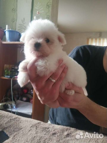 Мальтийская болонка