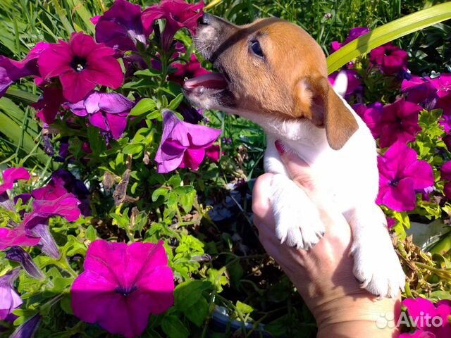 Электровеник на ножках