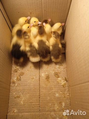 Индоутята 3 дня