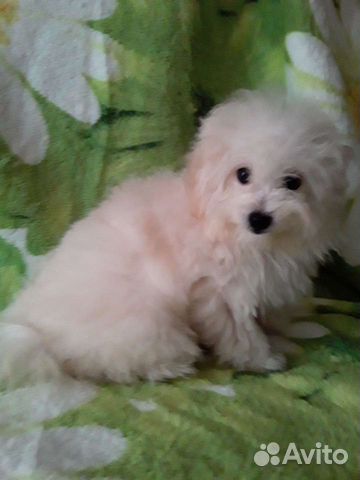 Итальянская болонка