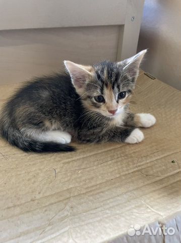 Трое котят(девочки), к лотку приучены, в хорошие р