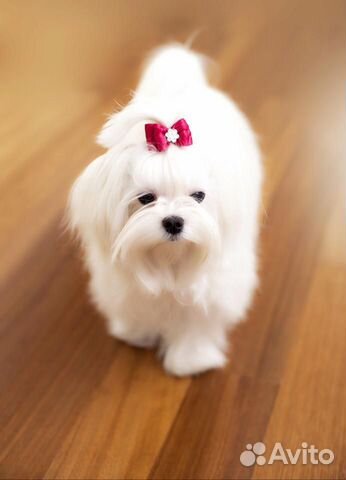 Подрощенный мальчик мальтезе