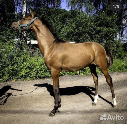 Жеребчик в спорт