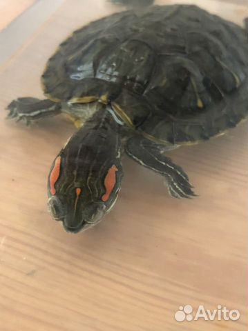 Черепаха