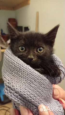 Котенок Лара ищет дом, девочка