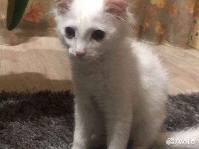 Турецкая ангора