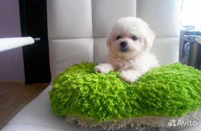 Щенки Бишон Фризе