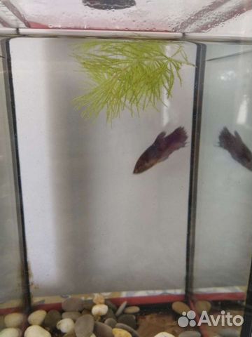 Самка петушка халф мун